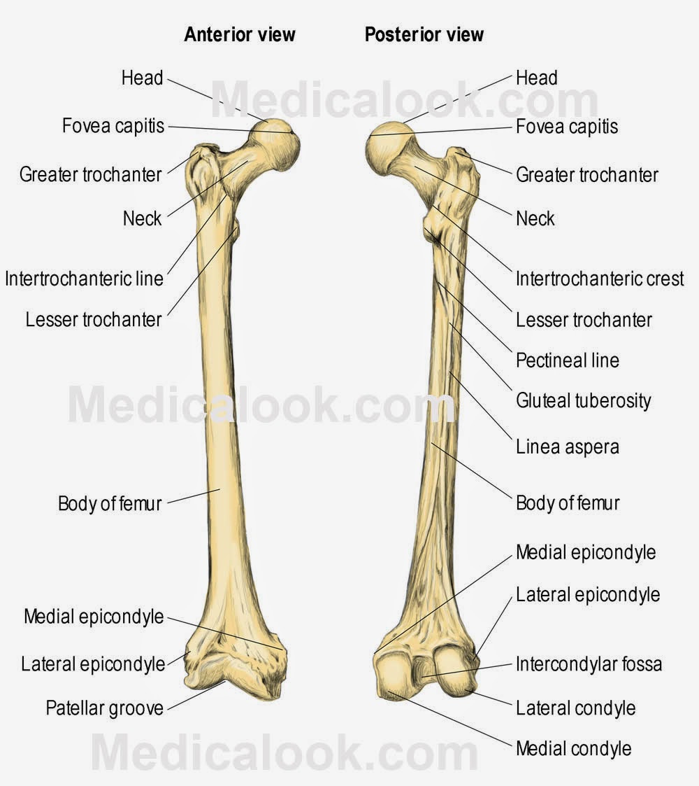 medical freak: THE SKELETON OF THE LOWER LIMB