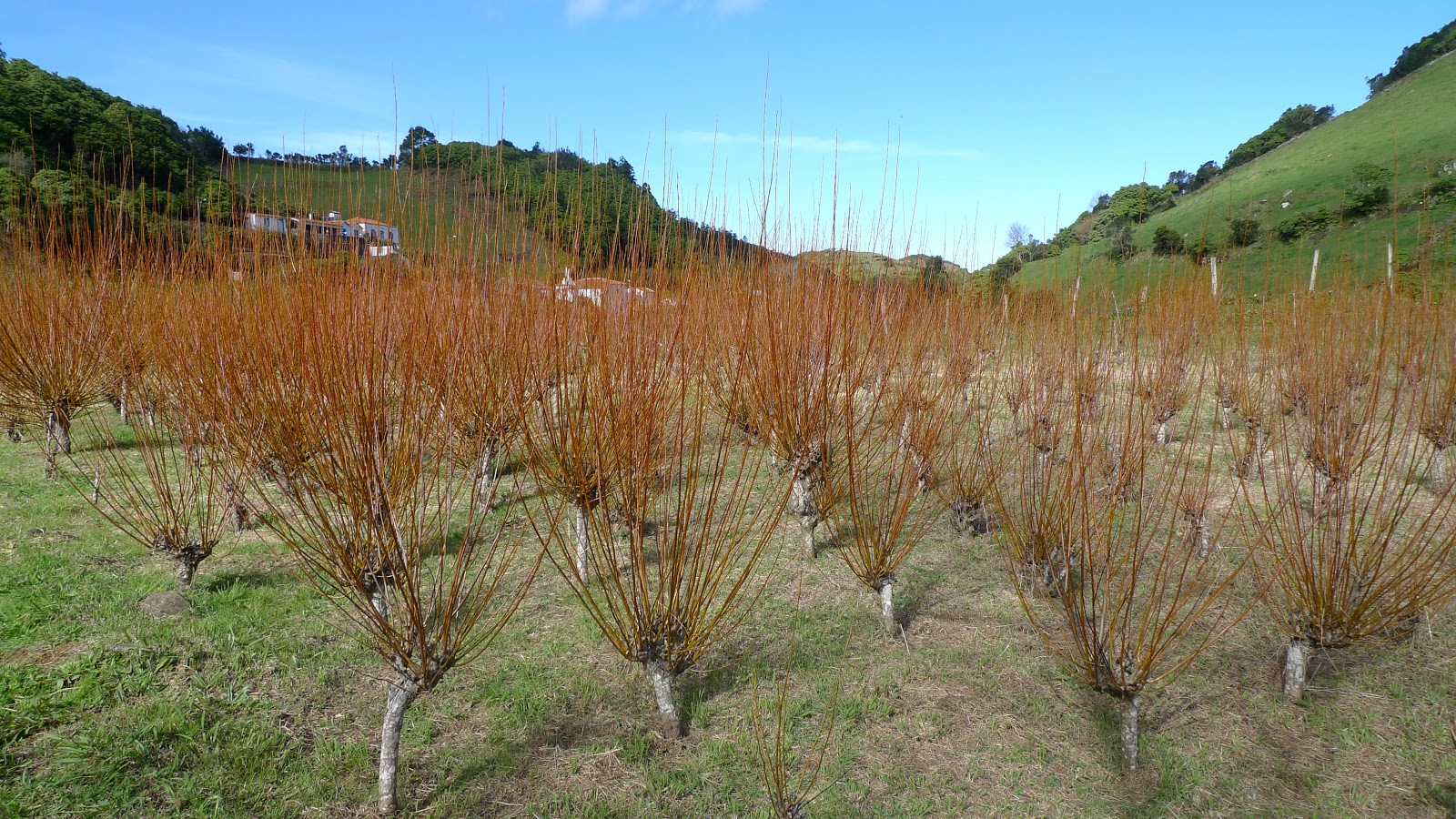 Oficina de Artesanato: A Arte de Trabalhar o Vime
