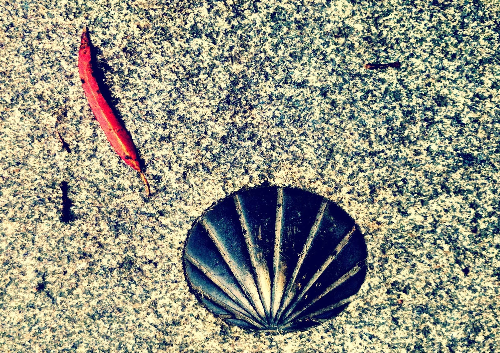 Camino Shells on the Way