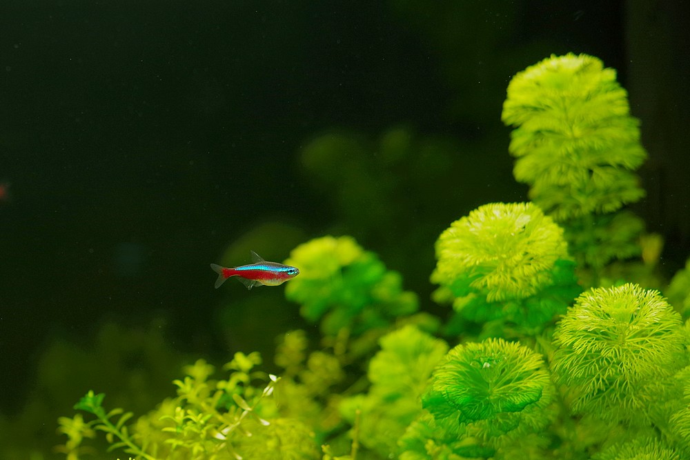 Rybki akwariowe - Neon czerwony - Fikusy, storczyki, bonsai, draceny, a ...