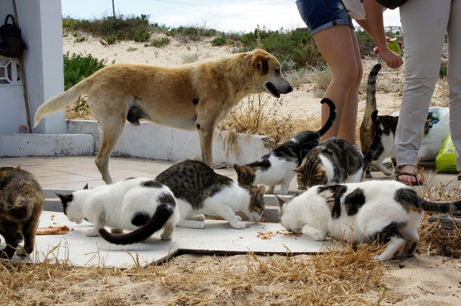 PTM:: : Programa de esterilização de animais de rua em Portimão