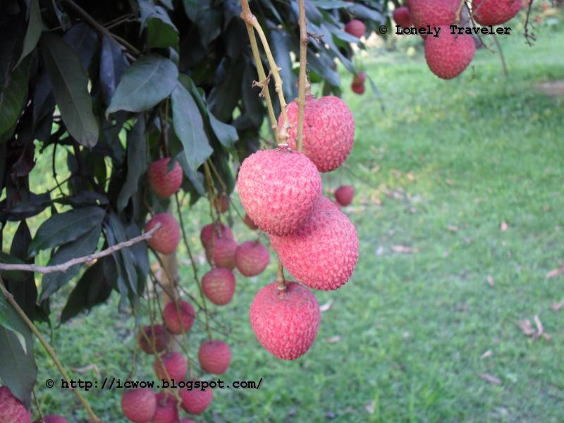 Lichu Ful(লিচু ফুল) - Litchi chinensis