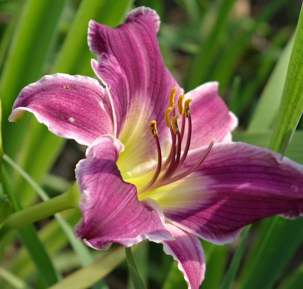 sweetbay: Blooming Friday ~ Patterns