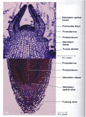 Pertumbuhan dan Perkembangan