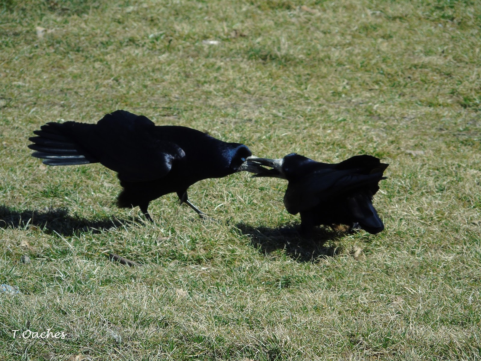 PASARI DIN ROMANIA: CIOARA DE SEMANATURA, Corvus frugilegus