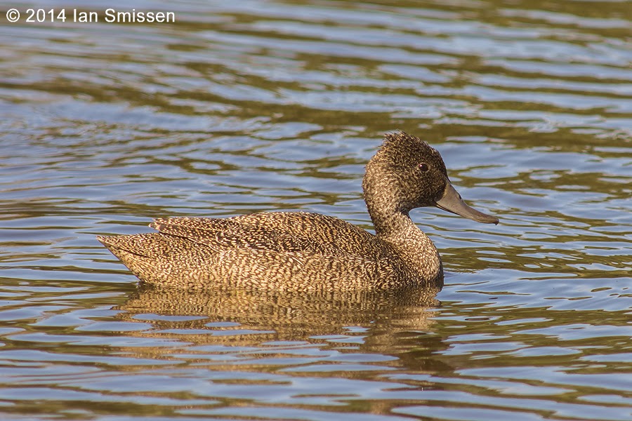 A passion for birds...: Freckled Ducks at Lake Lorne