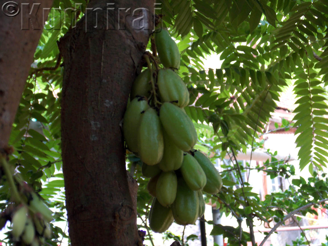 Kudpiraj's Garam Tawa: Seasonal Fruits from Private Lands