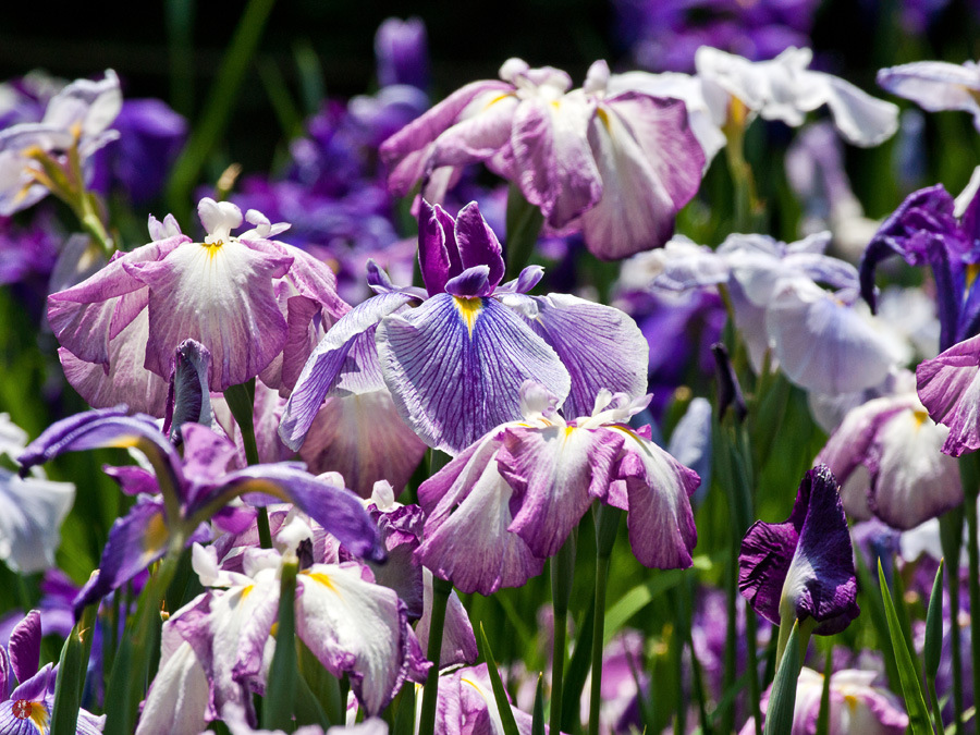 FROM THE GARDEN OF ZEN: Hanashobu (Iris ensata） flowers in Meigetsu-in