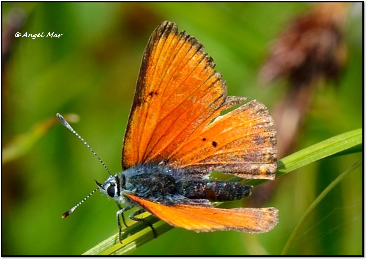 Butterflies and Dragonflies: Lycaena virgaureae subsp. pyrenaeicola ...