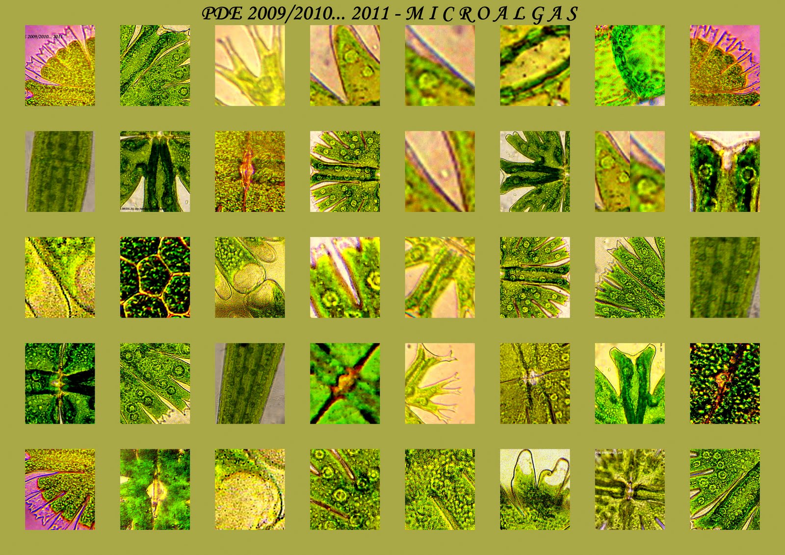 Cultivo de Microalgas em Fotobiorreatores: Microalgas da Zona Rural do ...