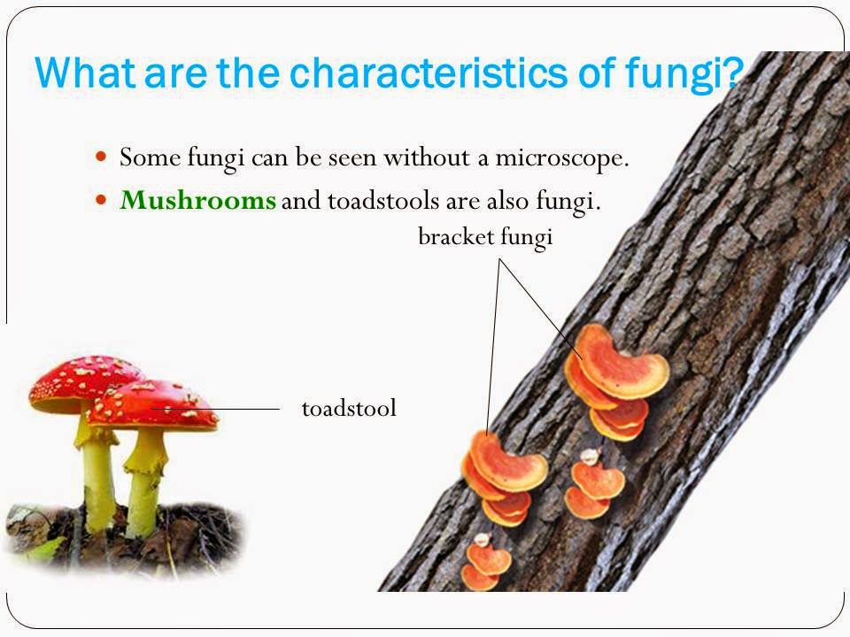 BGPS P3-1 2015: Science Slides on Fungi