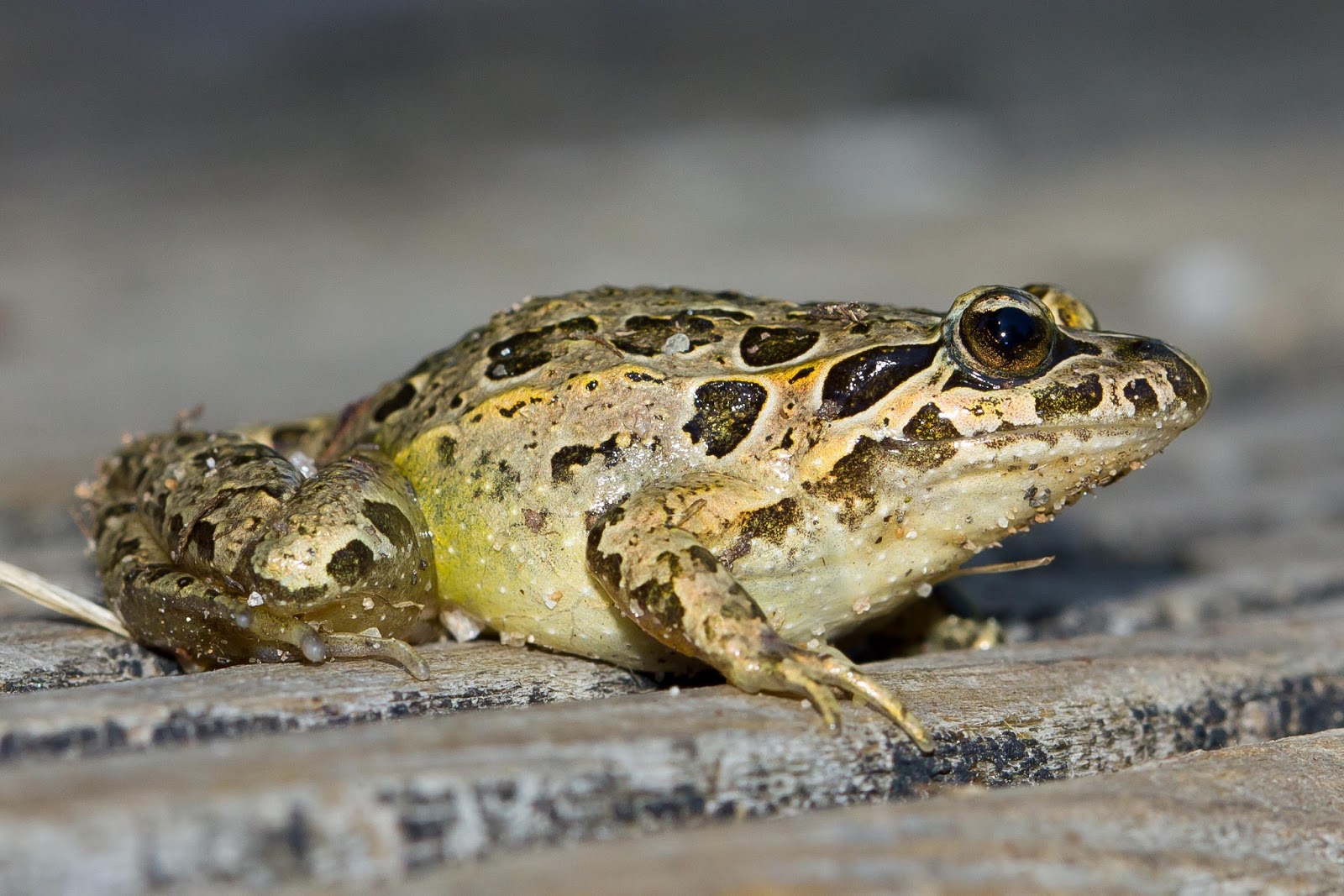 ELANIO AZUL: Sapillo pintojo ibérico ( Discoglossus galganoi).
