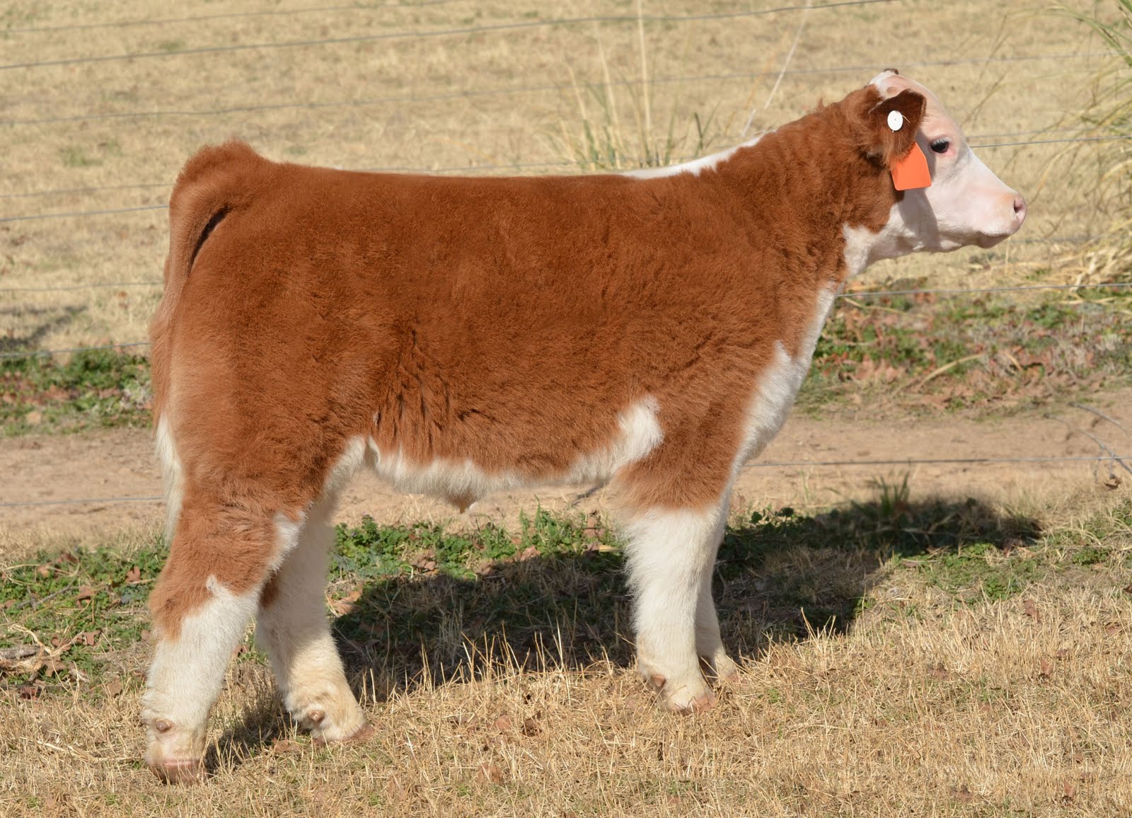 Lautner Farms: Red Rock - Handsdown the stoutest Hereford marked bull ...