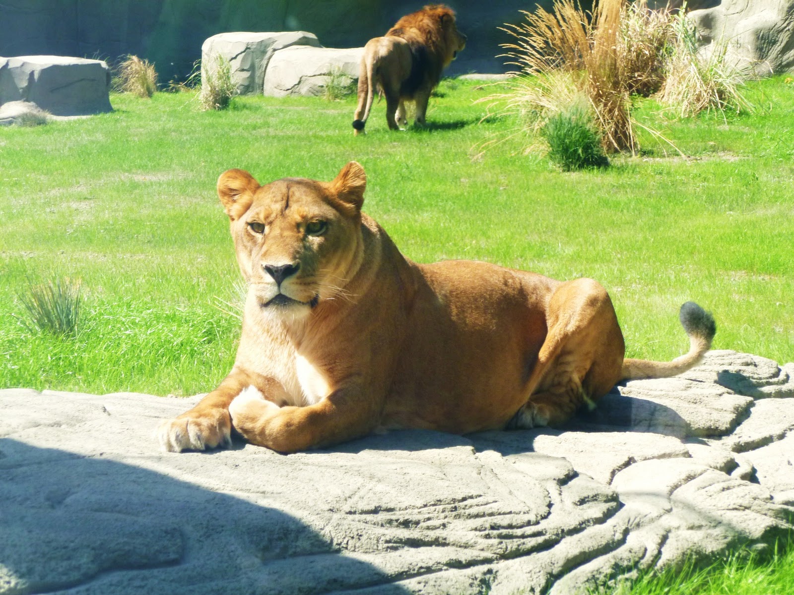 An Aunt's Life: My Favorite Places: Detroit Zoo