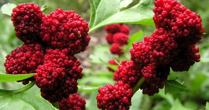 Farmers Know Best: NewFoundland and Labrador Plant Hardiness Climate Zones