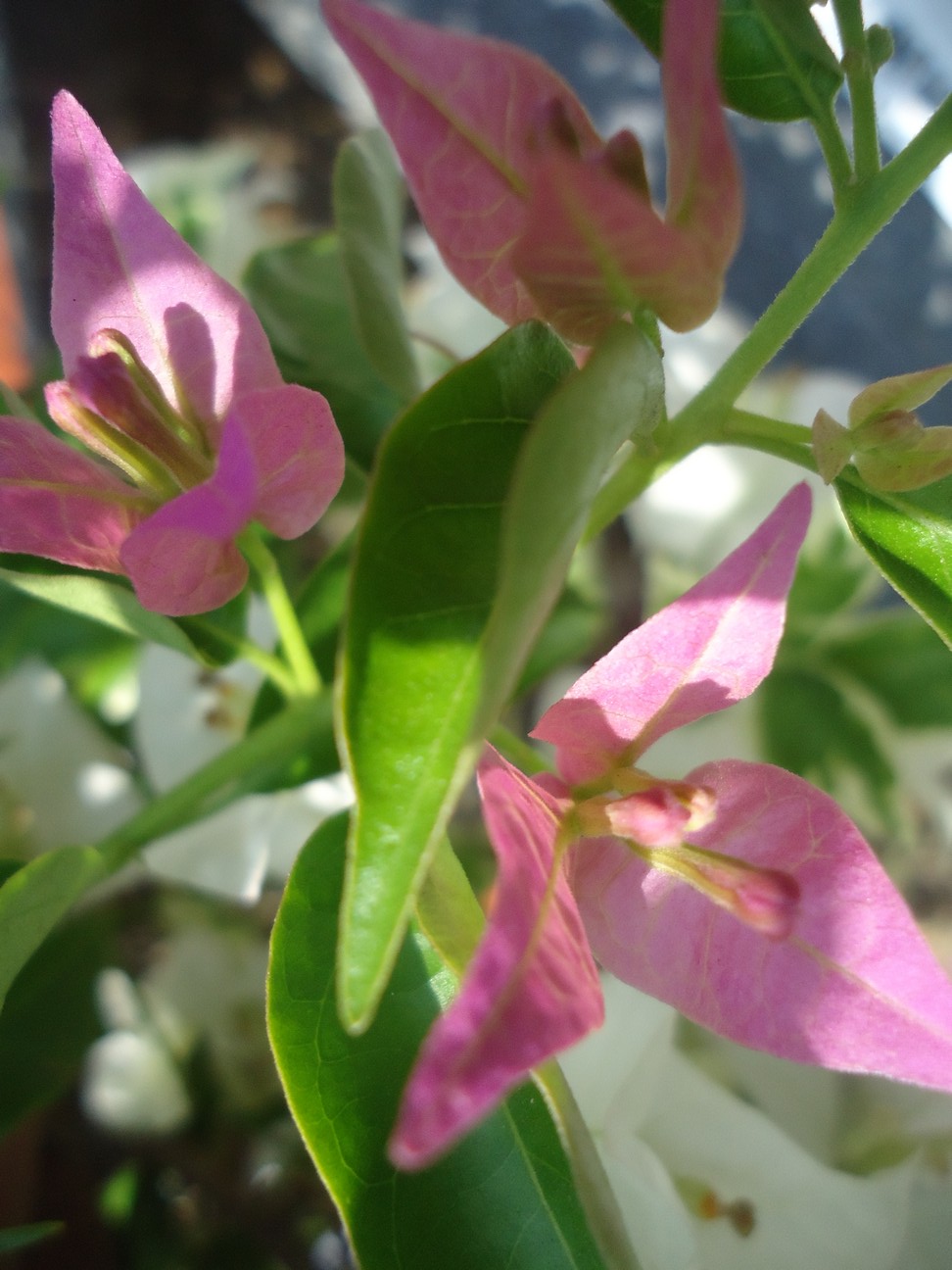 WALLPAPER BUNGA BOUGENVILLE UNGU - Rumah Daun Muda