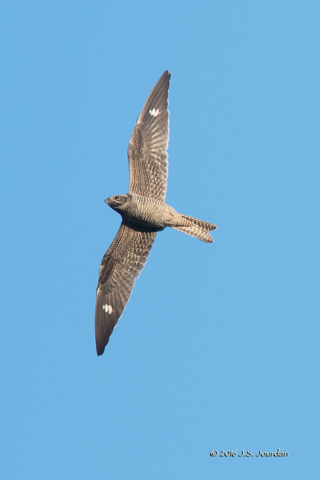 October Nighthawks! - 06 Oct 2016