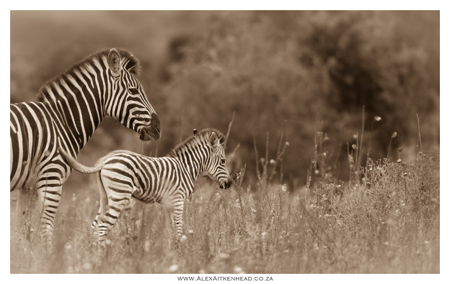 Awesome Addo animal experiences – Alex Aitkenhead