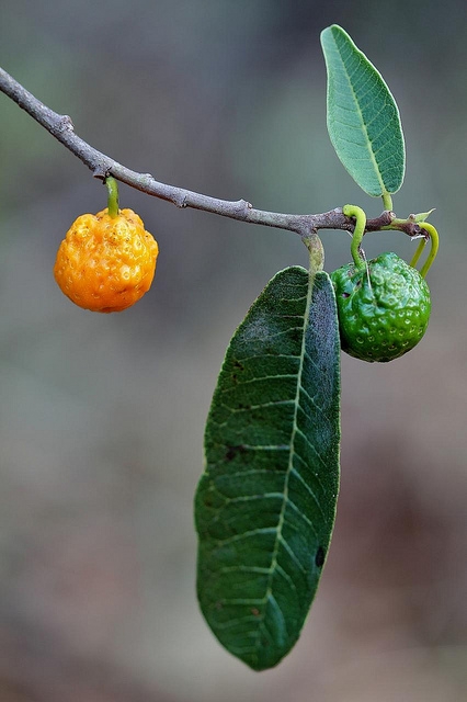 CALDEIRÃO DE PLANTAS MEDICINAIS: Copaíba