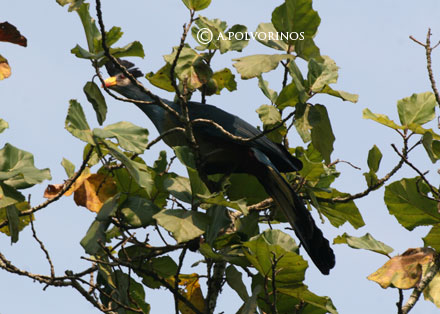 Paraísos del mundo: El gran turaco azul en los humedales de Bigodi