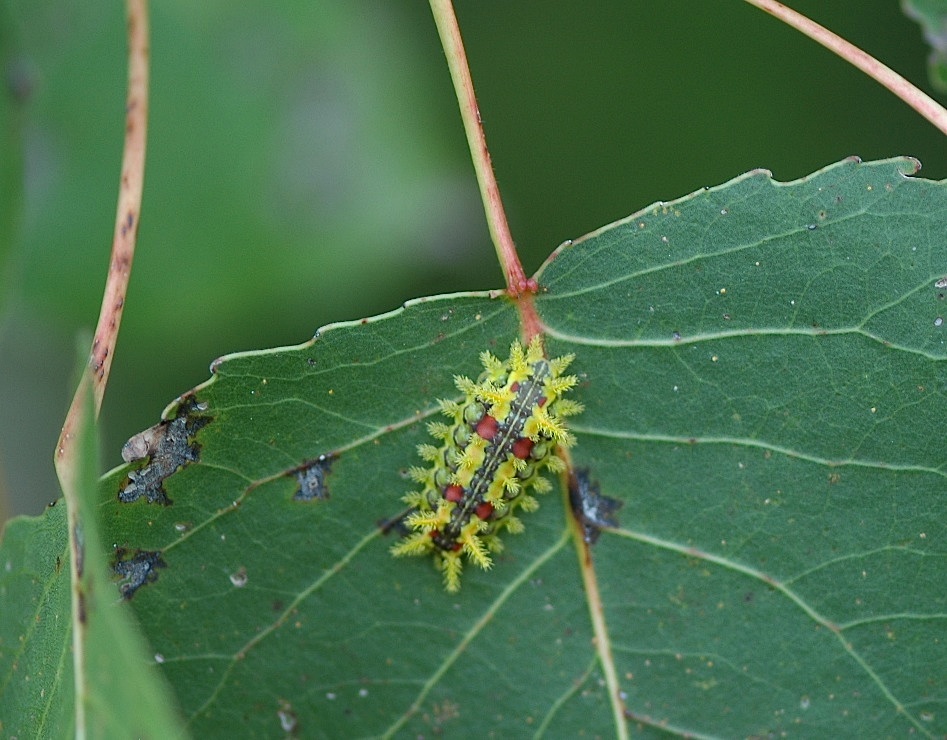 Field Biology in Southeastern Ohio: Stinging Slug Caterpillars, OUCH!!
