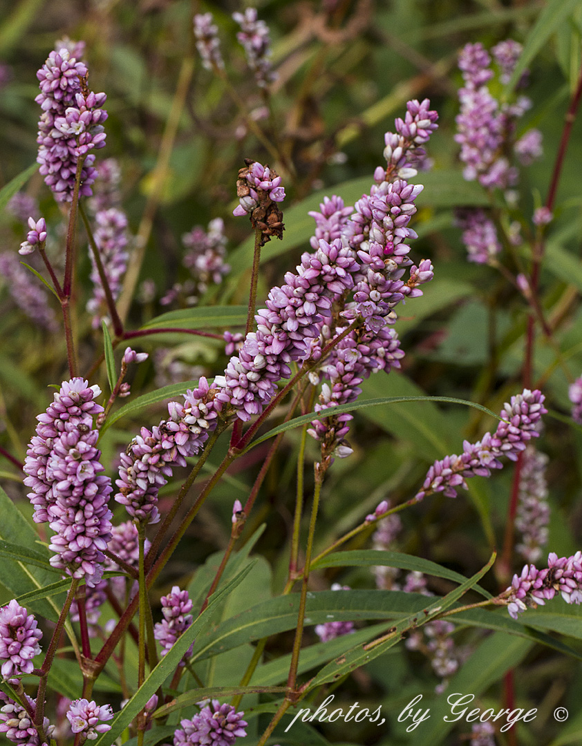 "What's Blooming Now" : Scarlet Smartweed (Polygonum amphibium var ...