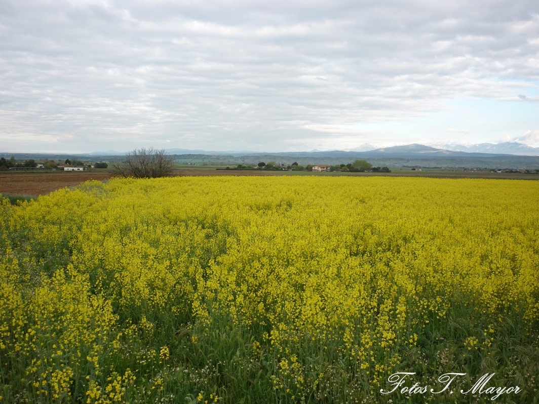 Flores y plantas silvestres: " Brassica napus ". Colza, Canola, Ajenabe ...