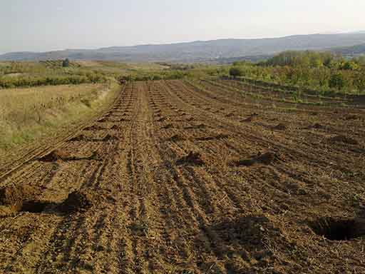 Praktično voćarstvo: Pravilna sadnja voca