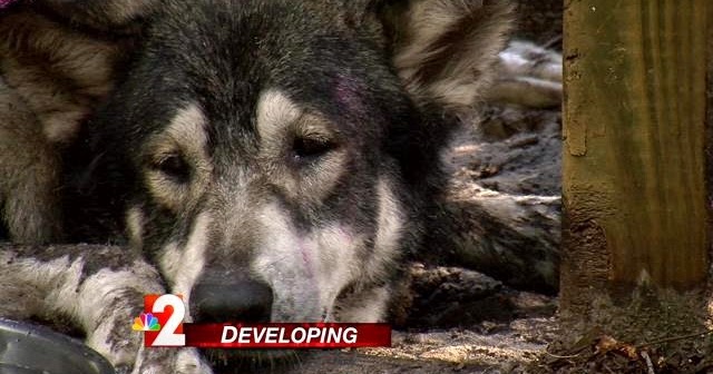 White Wolf : Rescued wolf dogs howling for a new home (VIDEO)