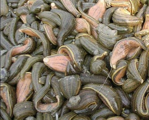 EKOGEO: SERANGGA YANG BERBAHAYA DAN MEMATIKAN