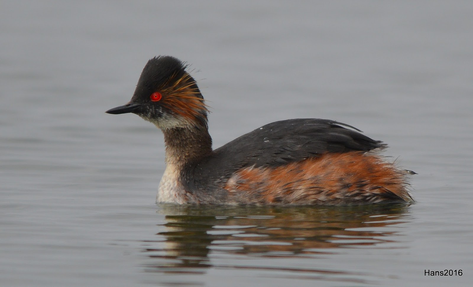 Natuur en Landschap..: De Geoorde Fuut