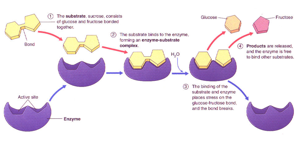 Lock and Key Hypothesis | Super Biology! Lock and Key Hypothesis | Super Biology!