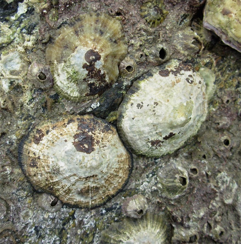 Natural History, Creation and Religious Conflicts: Limpets and F1 cars