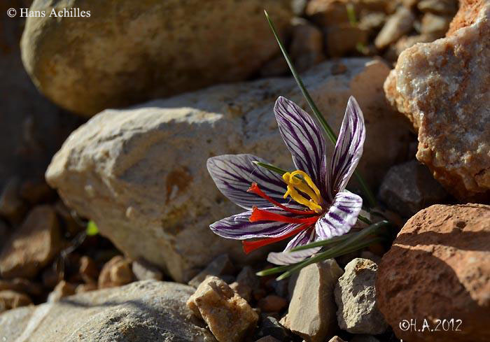 The Country Of Crocuses: Crocus moabiticus