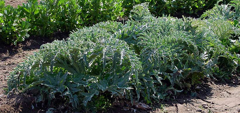 AL FUM DE LA XIMENERA : PENCAS O CARDOS?