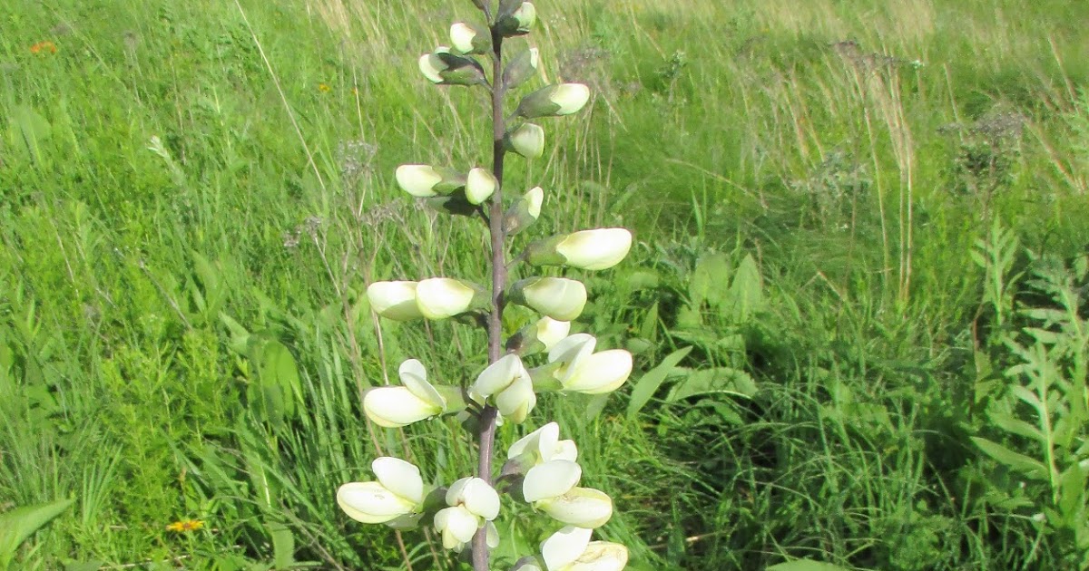 Marathon Pundit: White wild indigo