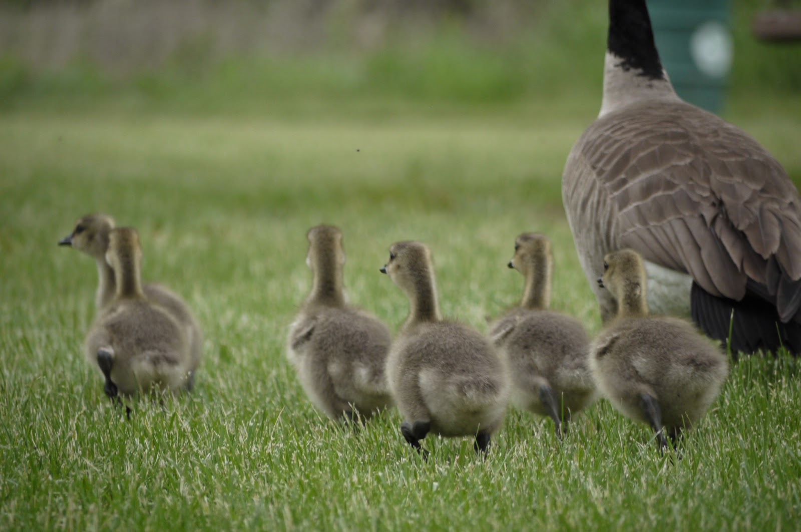 Stardust Explosions: Photography Stock | Baby Geese Close Up Shots