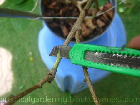 Practical Gardening: Air Layering Propagation Materials & Tips