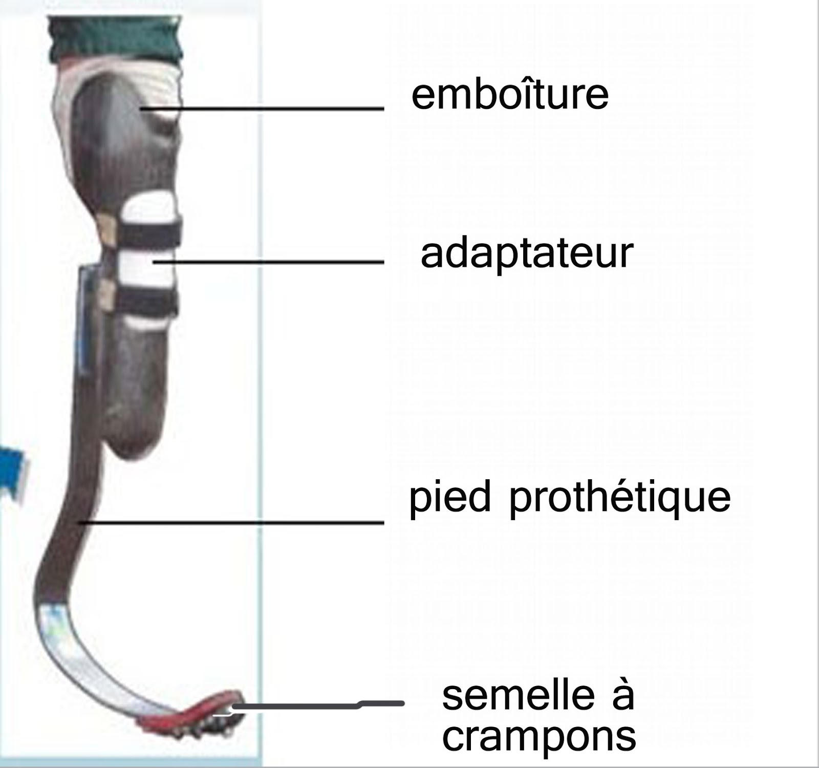 PROTHESE DE COURSE: Les constituants de la prothèse