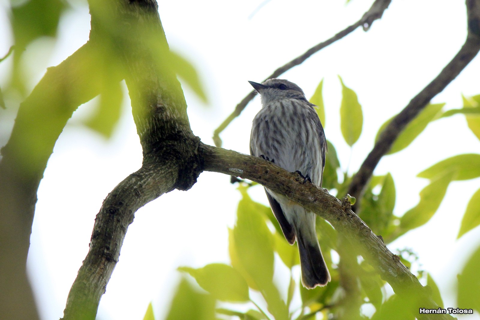 Aves Bonaerenses: Reserva Natural Guardia del Juncal