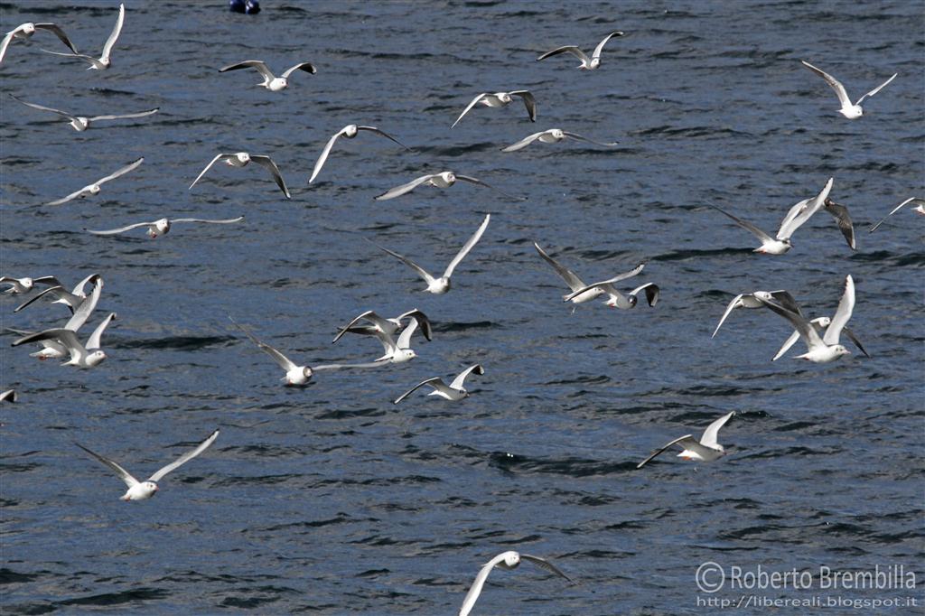 libereali: I gabbiani del Lario