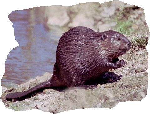 Story Time With Mommom: The Lazy Beaver