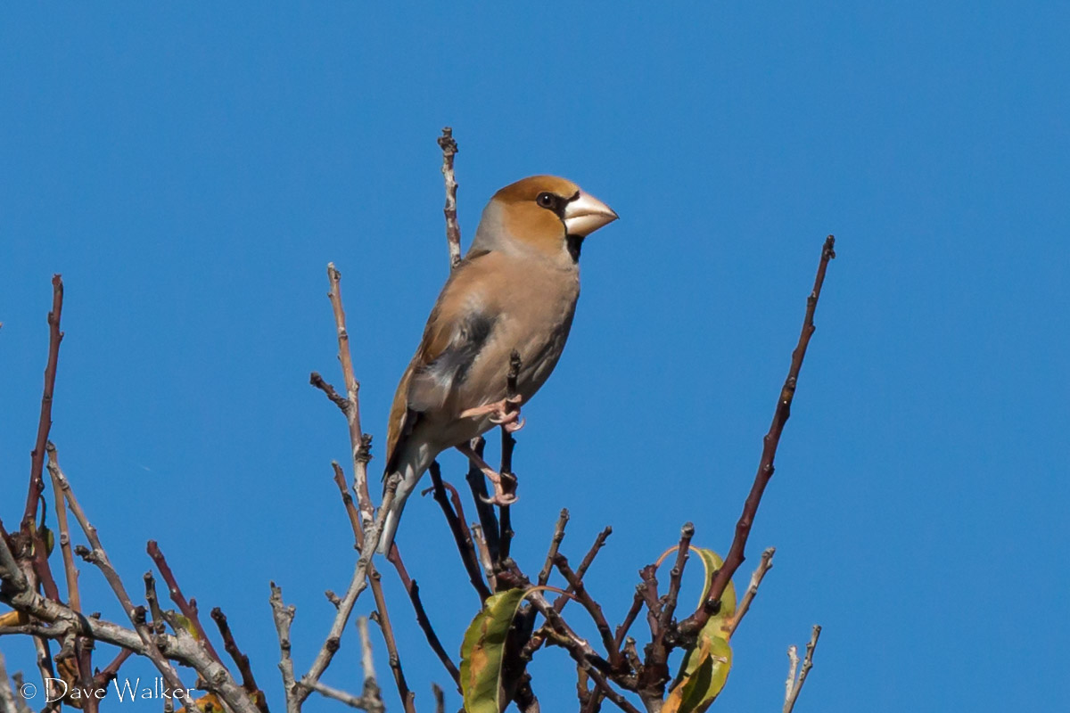 Cyprus Birds and Nature: 2018