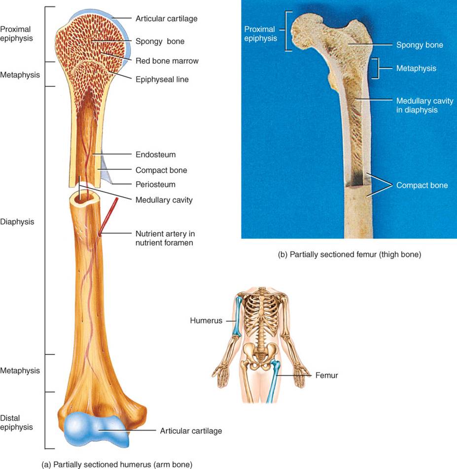El Mundo del Ahora : Partes de un Hueso Humano