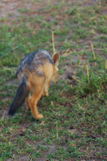 Notes From Kenya: MSU Hyena Research: Mara’s Cutest Tuckus