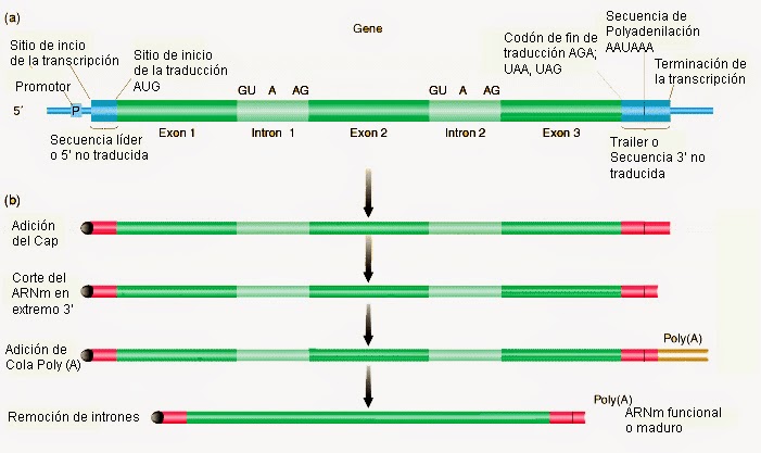aulabiogeotoni: 2º BACHILLERATO. TEMA 12. TRANSCRIPCIÓN Y TRADUCCIÓN