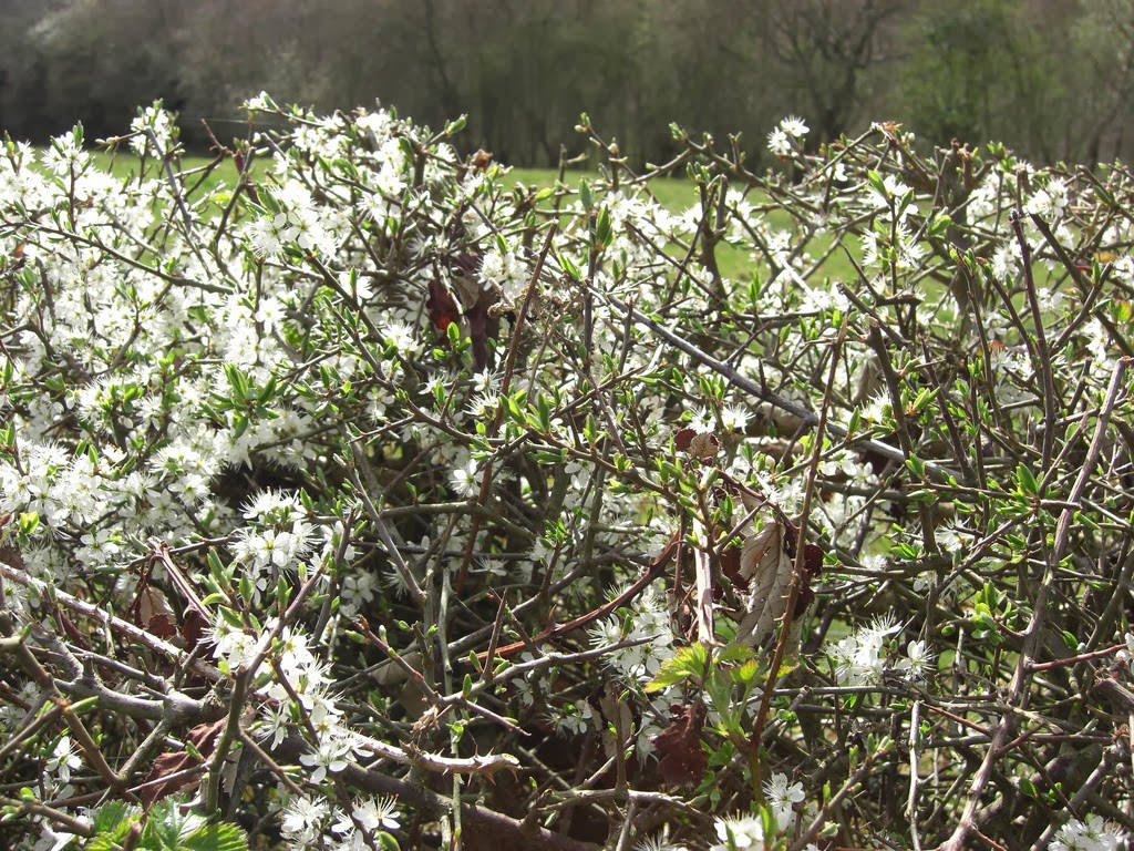 Species of UK: Week 43: Blackthorn (‘Prunus spinosa’)