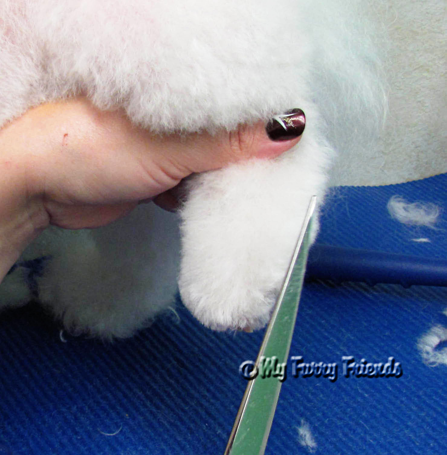 Pet Grooming: The Good, The Bad, & The Furry: Neat Round Feet