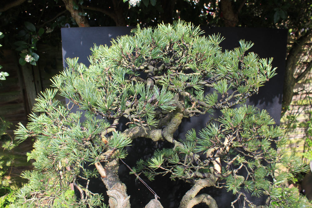 wildwoodbonsai: Triple trunk Pinus sylvestris var Scotia