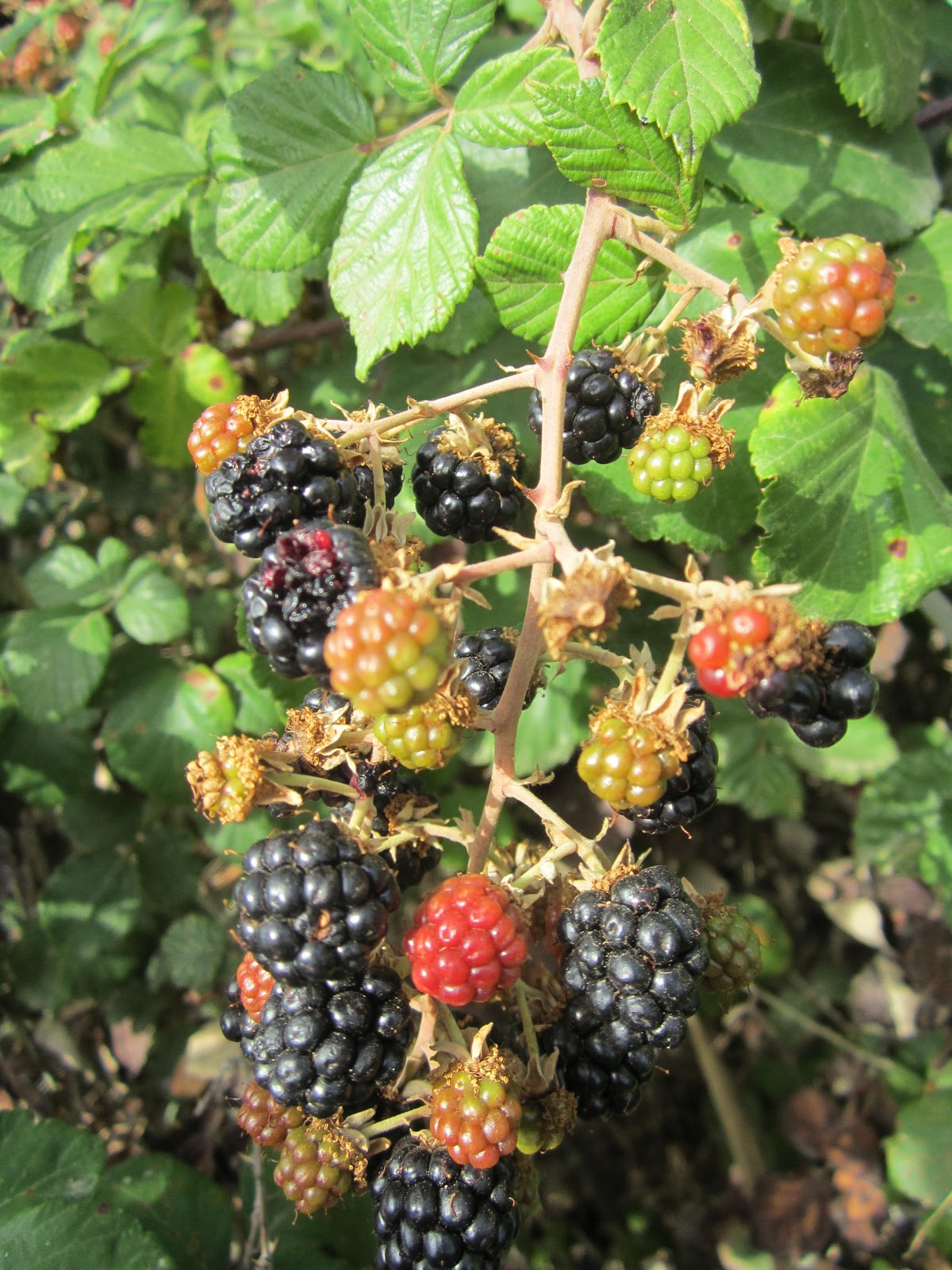 Mis experiencias mis imágenes: Zarza, o zarzamora.